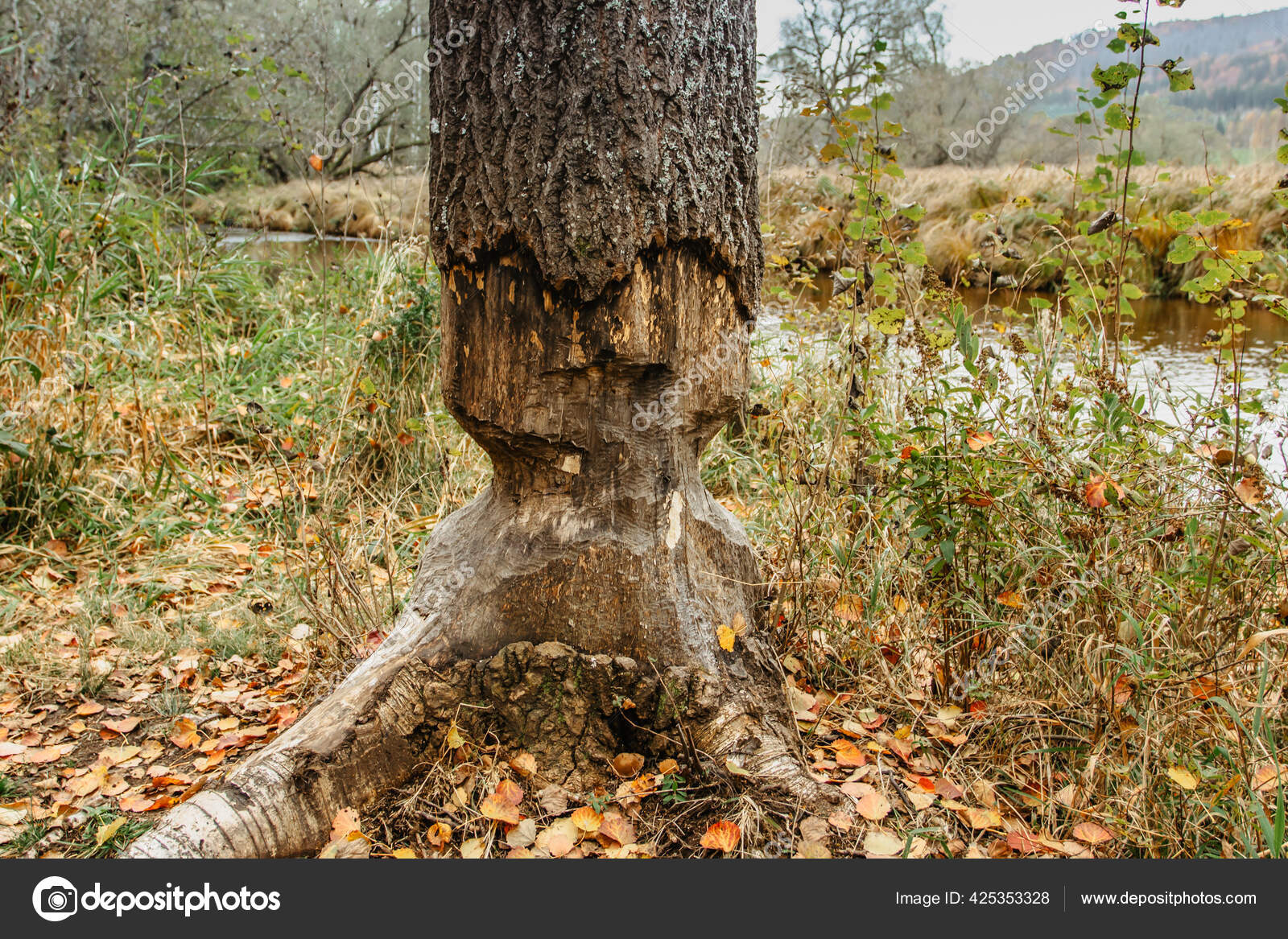 Beaver Chewing Tree
