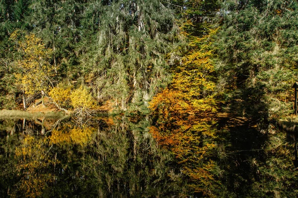 Boubin lake. Reflection of fall trees of Boubin Primeval Forest, Sumava ...
