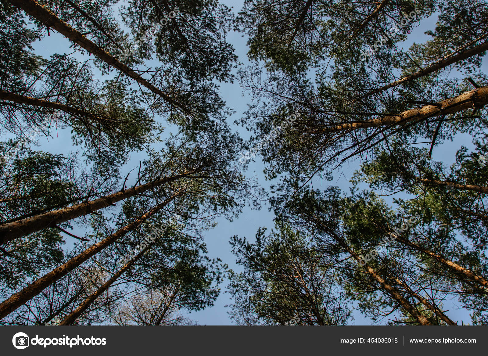 Tree Top Shot Beautiful Spring Summer Season Concept Copy Space — Stock ...