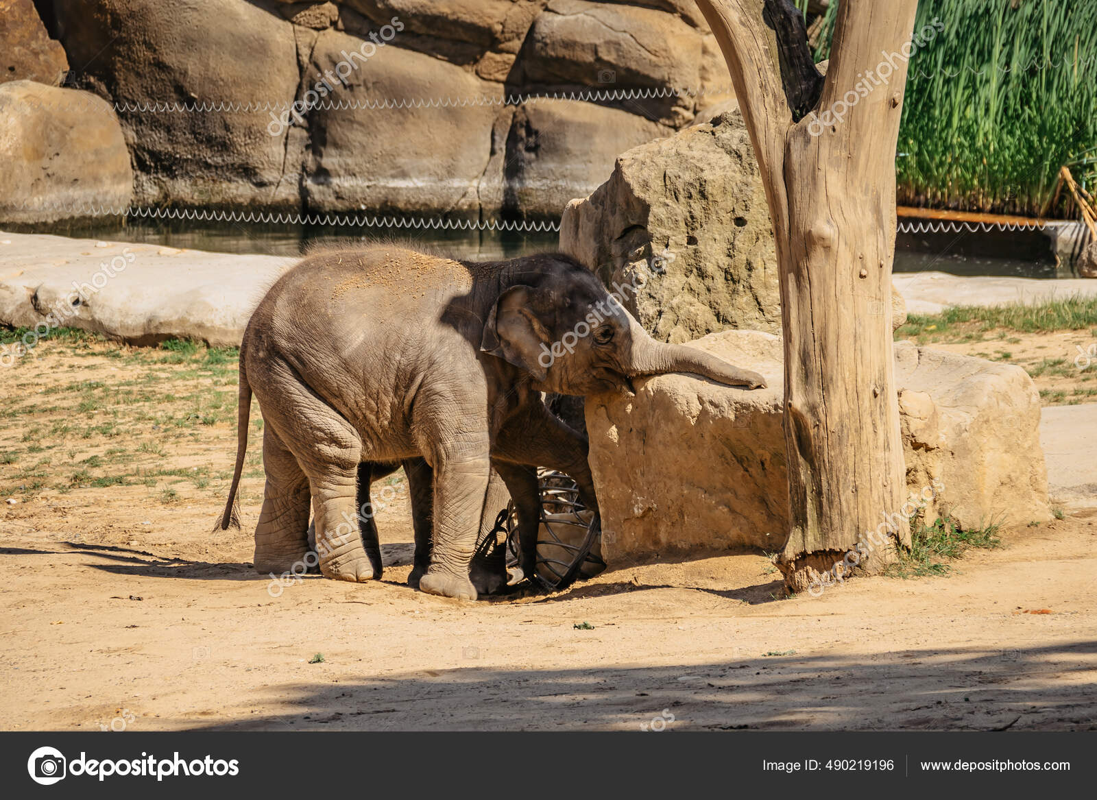 Cute Baby Indian Elephant