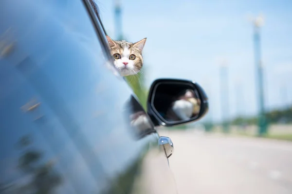 Cat driving Images - Search Images on Everypixel