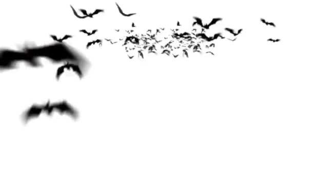 Animated Flying Bats
