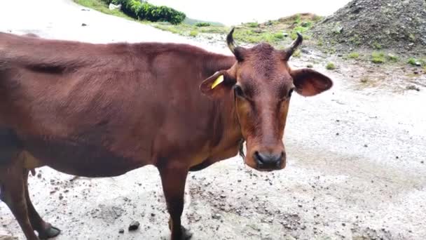 539 Munnar Stock Videos, 4K & HD Footage | Depositphotos