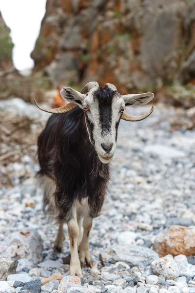 Front view of mountain goat - Stock Image - Everypixel