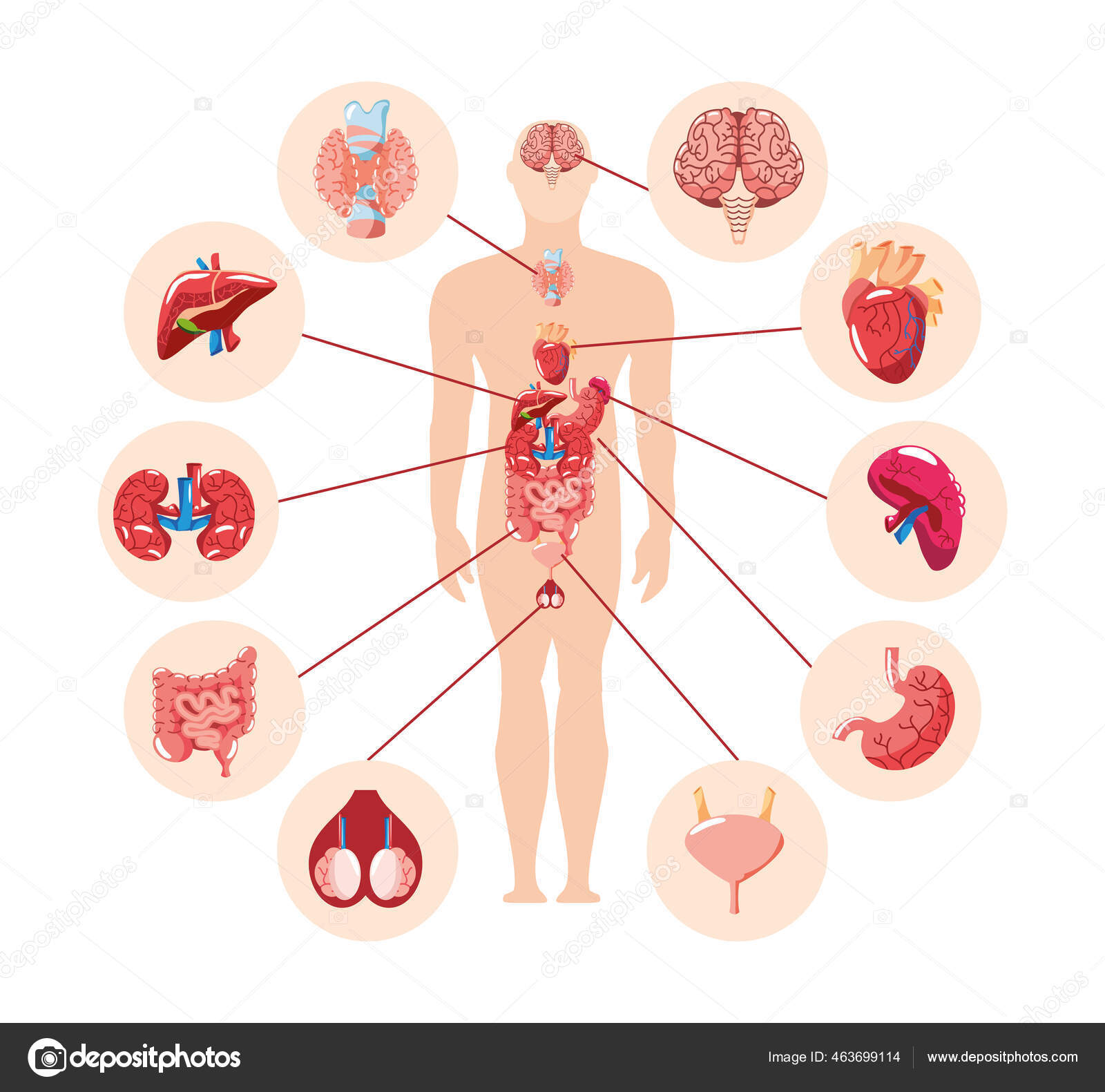 Внутрішні органи людського тіла Стоковий вектор ©djv 463699114