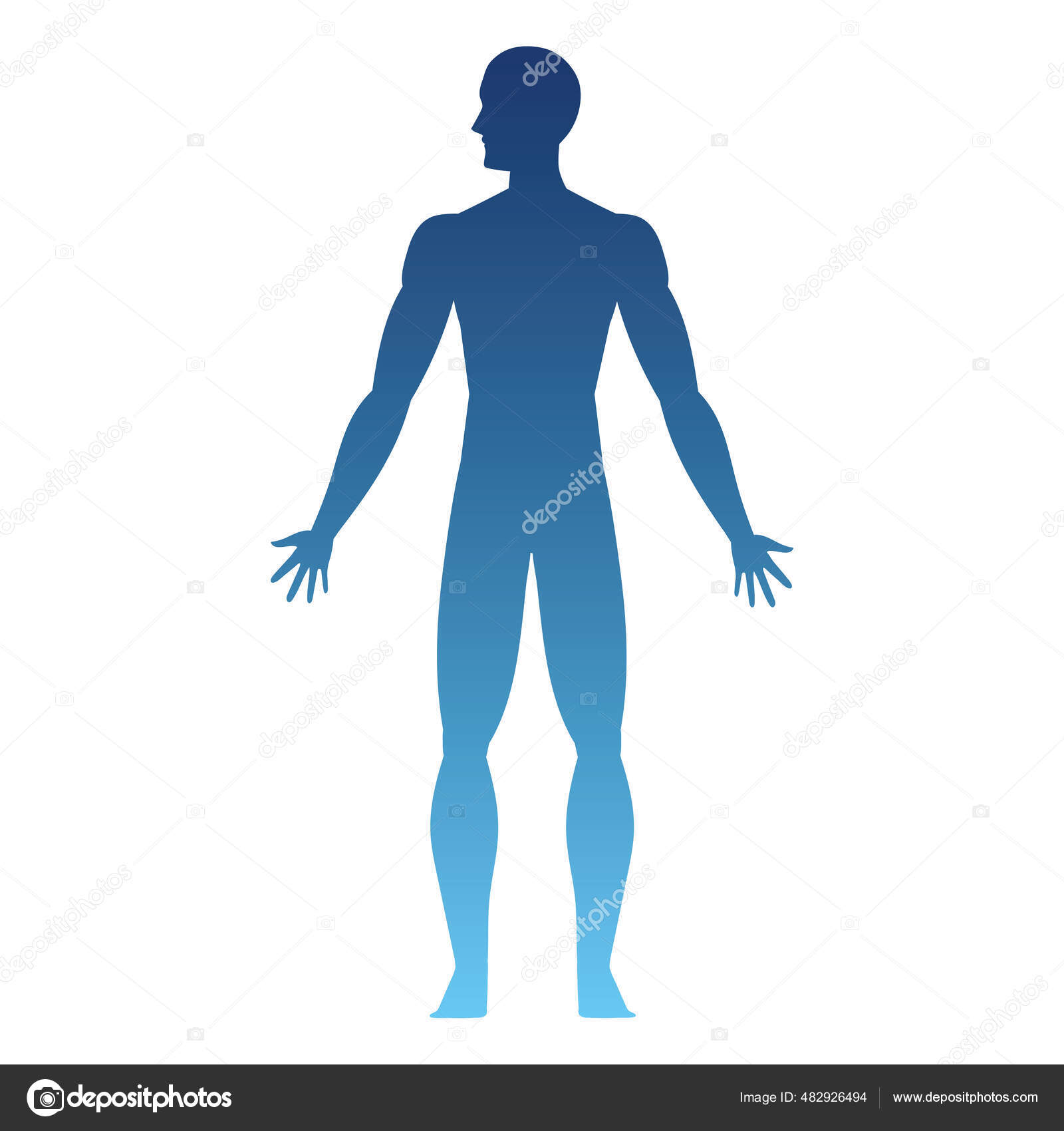 Human body standing up Stock Vector by ©djv 482926494