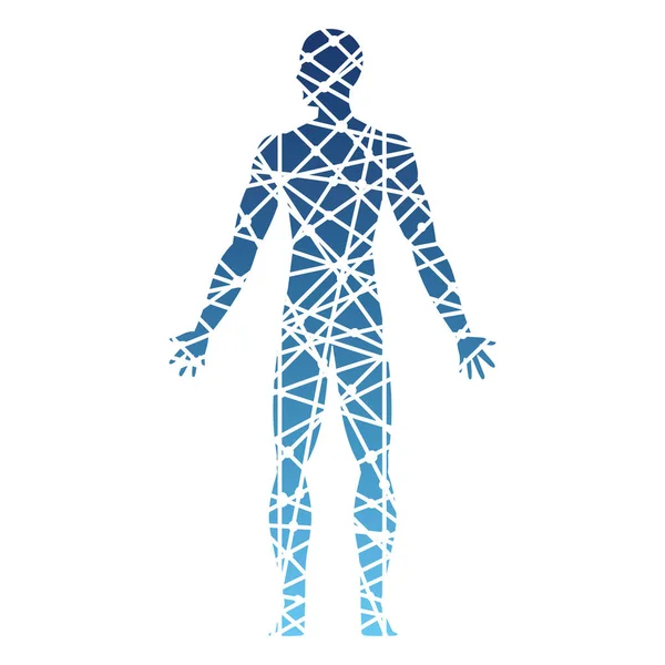 Human body standing up Stock Vector by ©djv 482926494
