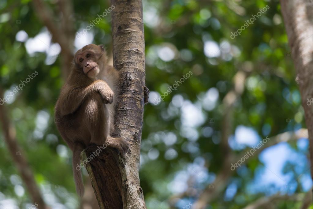 Monkey climb the tree Stock Photo by ©chanawit 51867901
