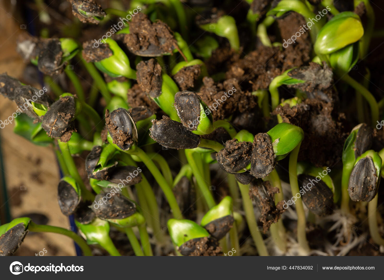 Fungal Rhizoids Humans Fungal Rhizoids Humans
