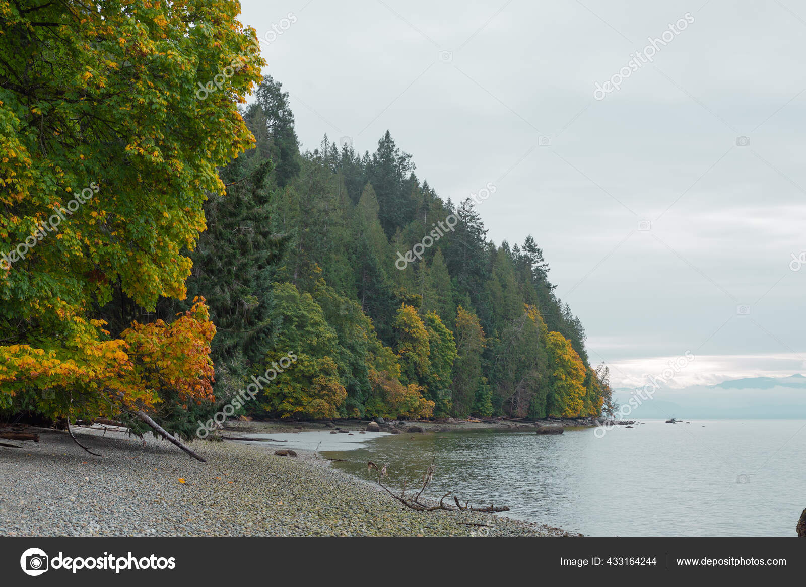 Autumn Trees Coast Cortes Island — Stock Photo © JenniferGauld #433164244