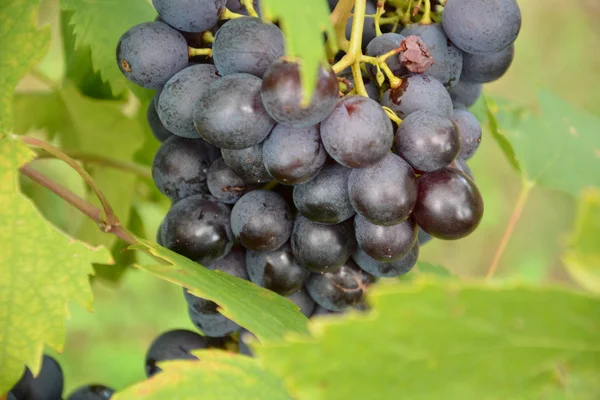 Bunch of concord grapes — Stock Photo © montana #2030577
