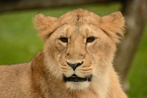 Female lion head Stock Photos, Royalty Free Female lion head Images ...