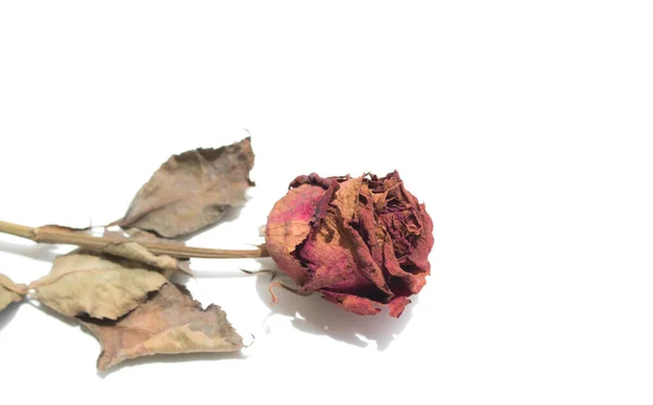 Dead rose petals Stock Photos, Royalty Free Dead rose petals Images ...