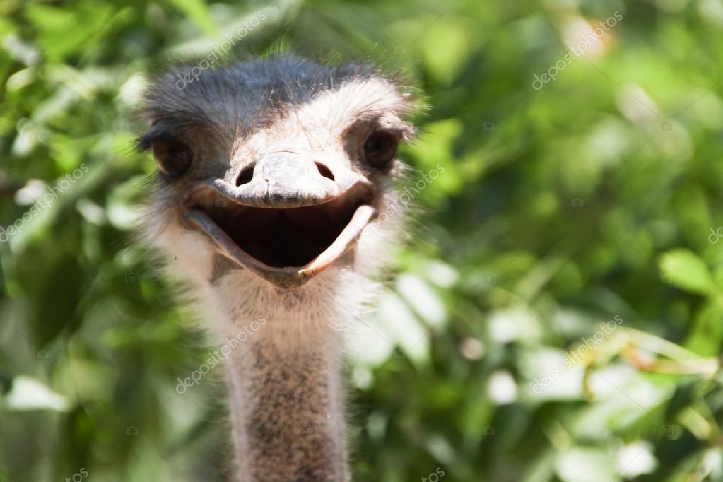 Ostrich Smiling With Teeth