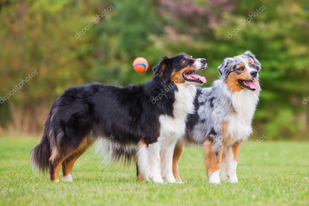 Two Australian Shepherd standing together while a ball flying past ...