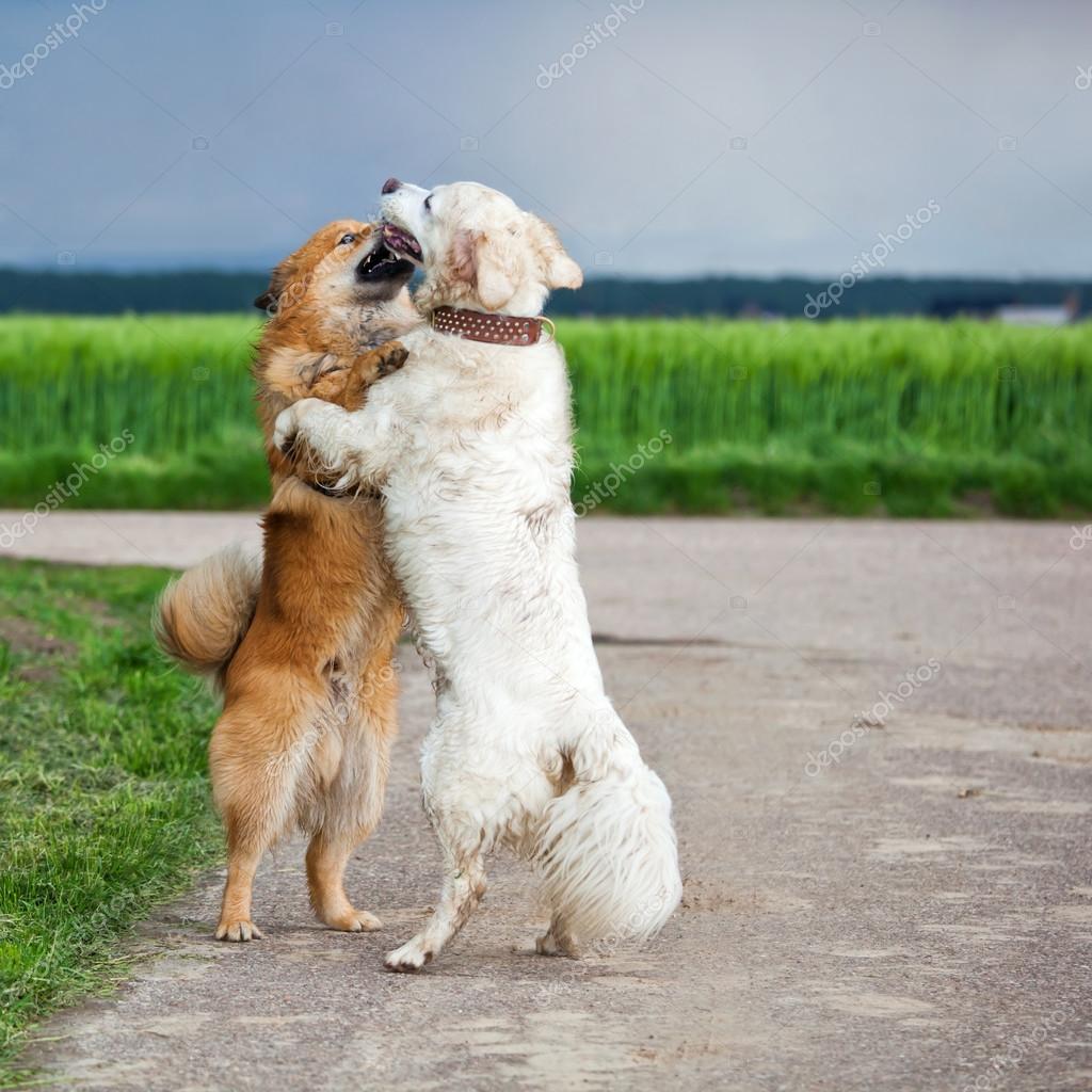 Two dogs caressing each other — Stock Photo © Madrabothair #54549741