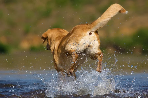 Dog backside Stock Photos, Royalty Free Dog backside Images | Depositphotos