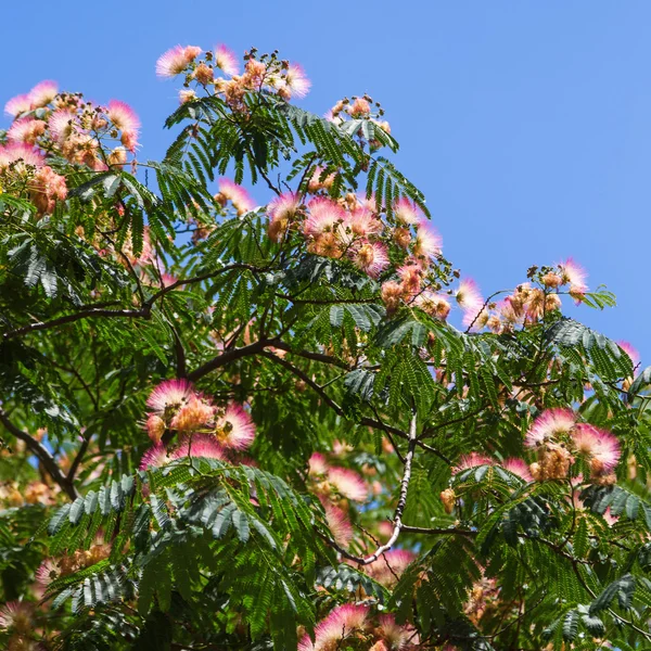 Pohon sutra persia Stock Photos, Royalty Free Pohon sutra persia Images ...