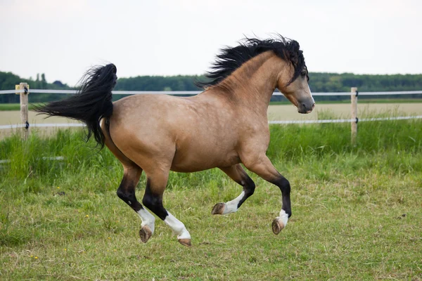 ᐈ Welsh ponies stock pictures, Royalty Free welsh pony images ...
