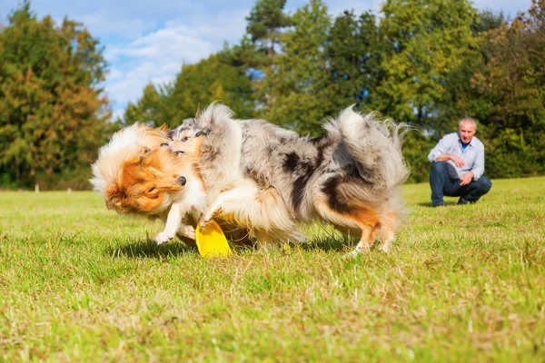 Dogs fighting Stock Photos, Royalty Free Dogs fighting Images ...