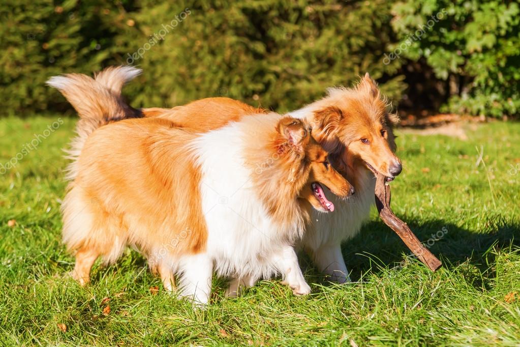 Collie dogs with a branch — Stock Photo © Madrabothair #93612492