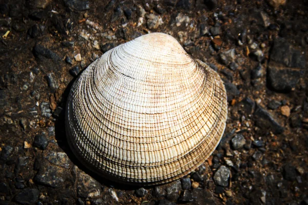 Shell skin Images - Search Images on Everypixel