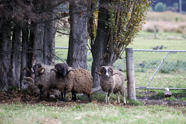 New zealand farm Stock Photos, Royalty Free New zealand farm Images ...