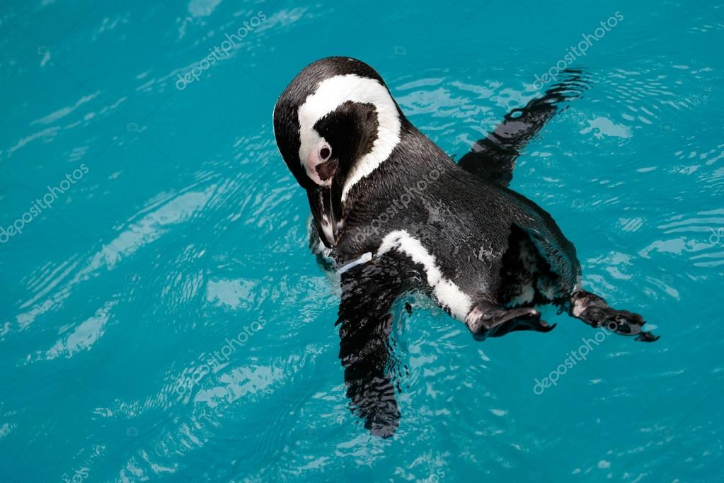 African Penguins Swimming