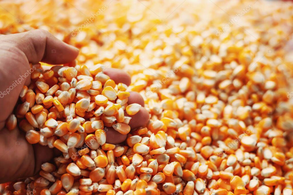 Los agricultores están usando sus manos para agarrar los granos de maíz ...