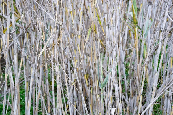 Phragmites australis Stock Photos, Royalty Free Phragmites australis ...
