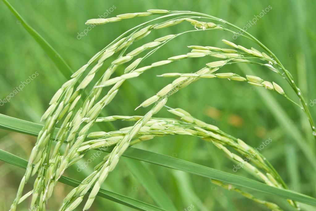 Paddy rice Stock Photo by ©madman2002 60254569