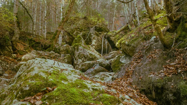 Forest rocks Stock Photos, Royalty Free Forest rocks Images | Depositphotos