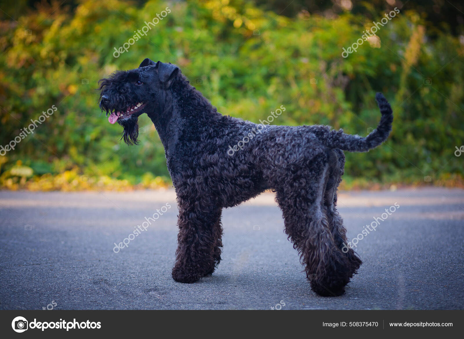 Kelly Blue Terrier | ppgbbe.intranet.biologia.ufrj.br