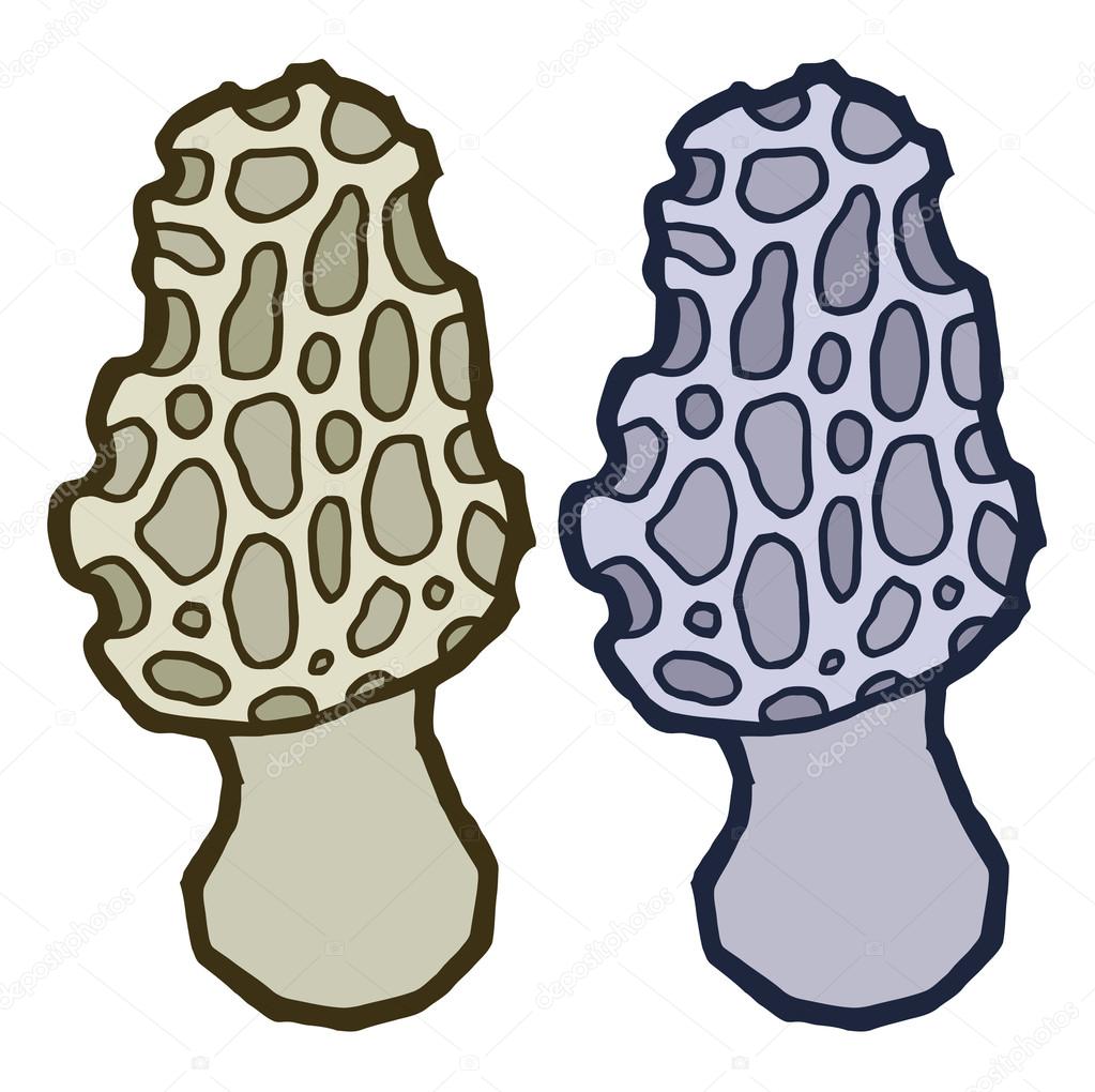 Morels mushrooms Stock Vector Image by ©AnnaSuchkova #62255403