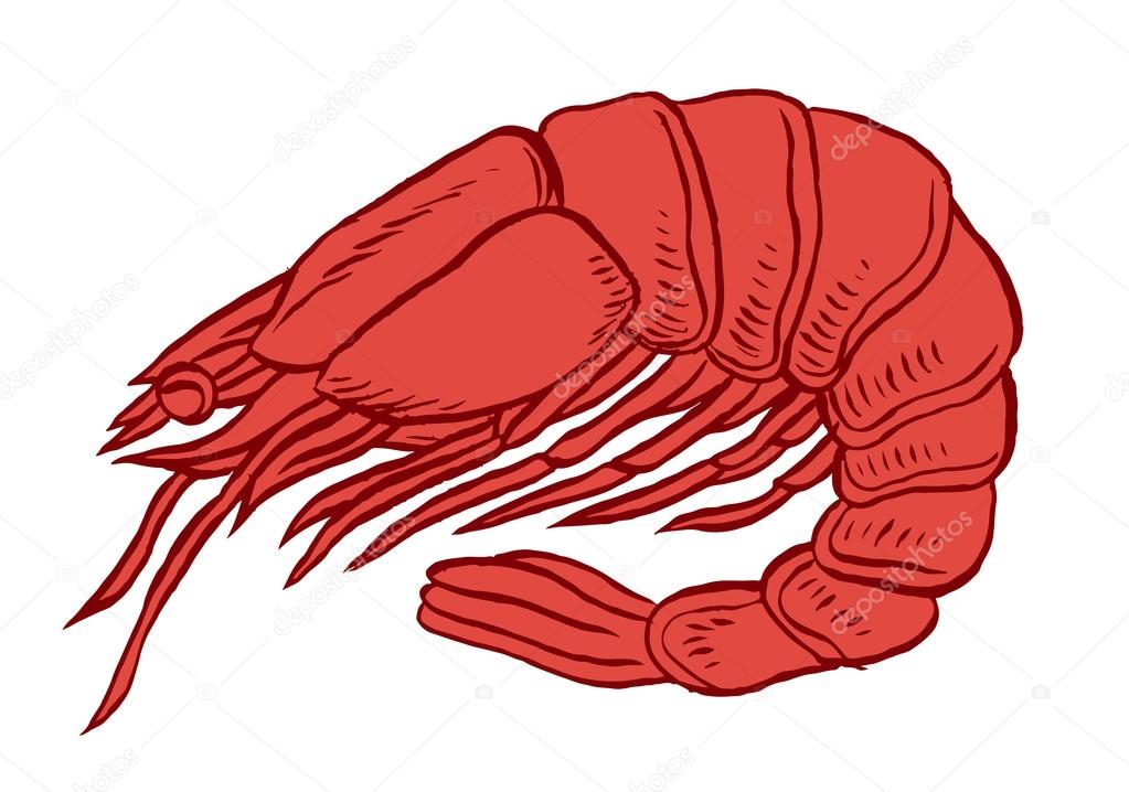 Cooked Shrimp Drawing
