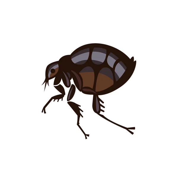 pulga hogar insecto parásito ilustración 2024