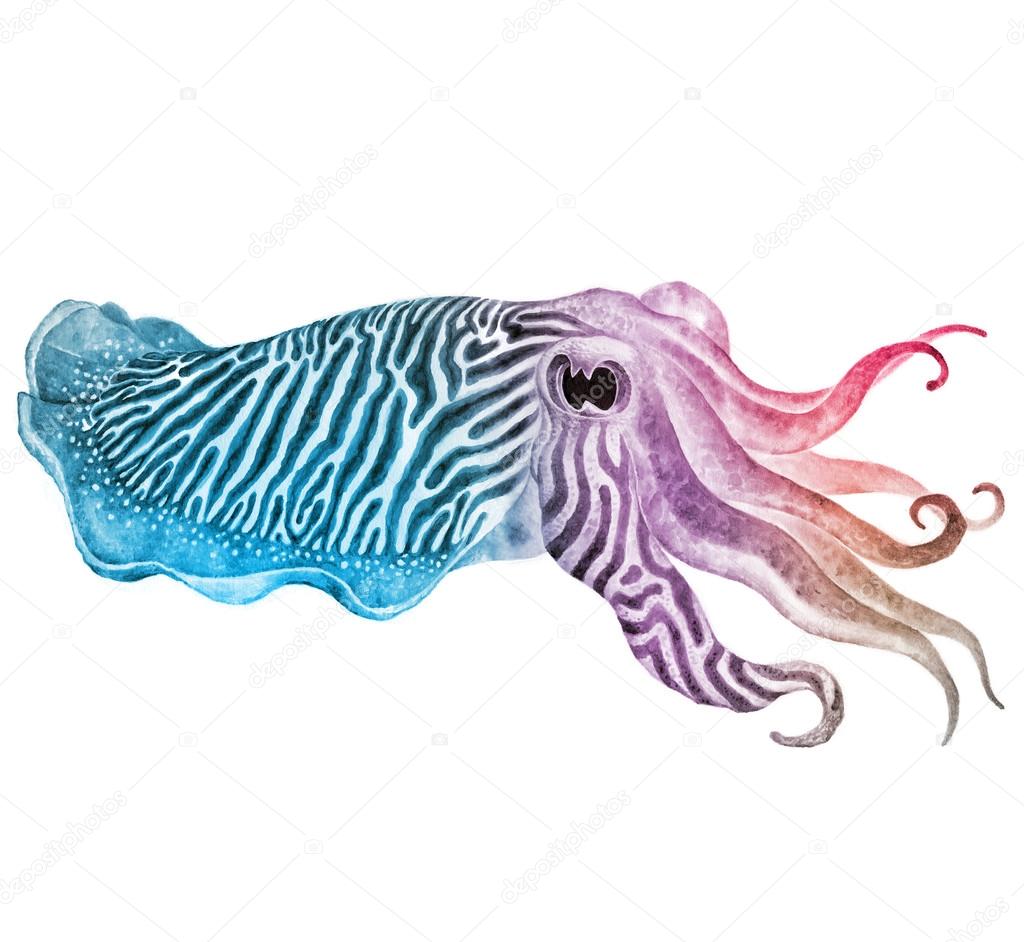 Striped cuttlefish ink watercolor drawing Stock Illustration by ...