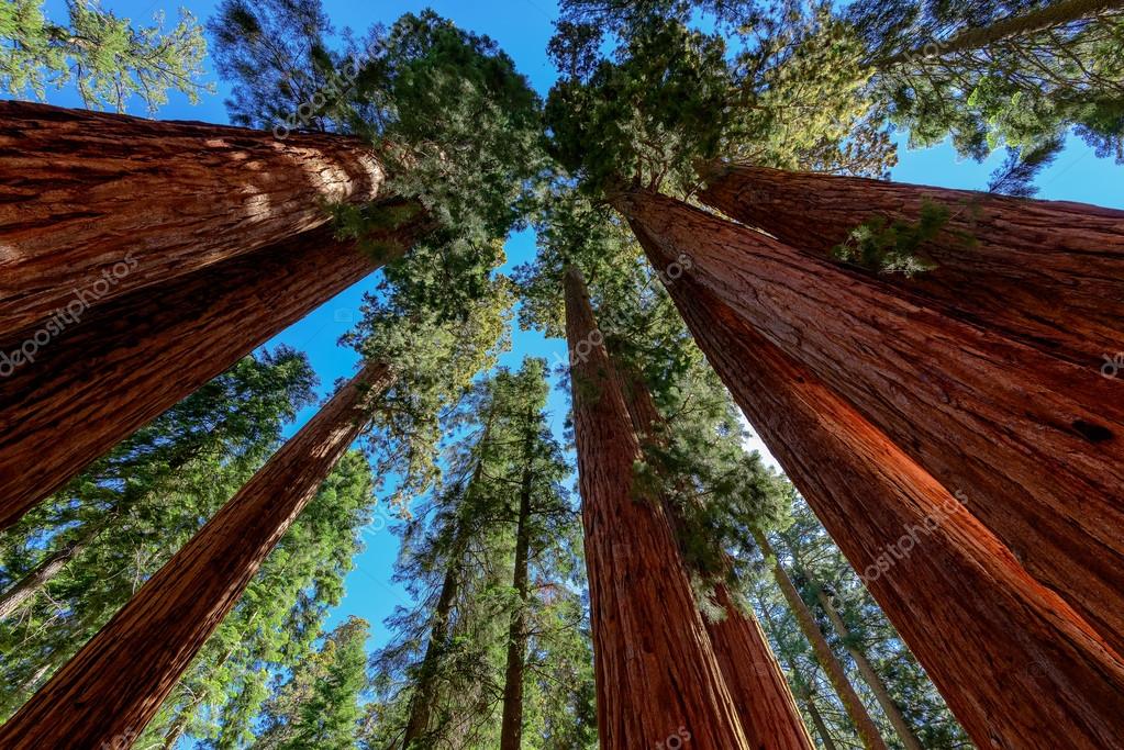 Giant sequoia trees in Sequoia National Park — Stock Photo ... Giant sequoia trees in Sequoia National Park — Stock Photo ...