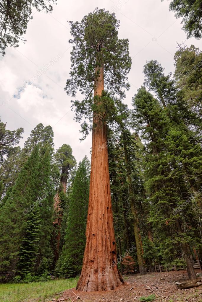 Bosque de secuoya gigante en el Parque Nacional Sequoia, California 2023
