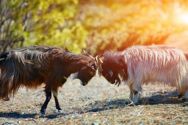 Two goats Stock Photos, Royalty Free Two goats Images | Depositphotos®