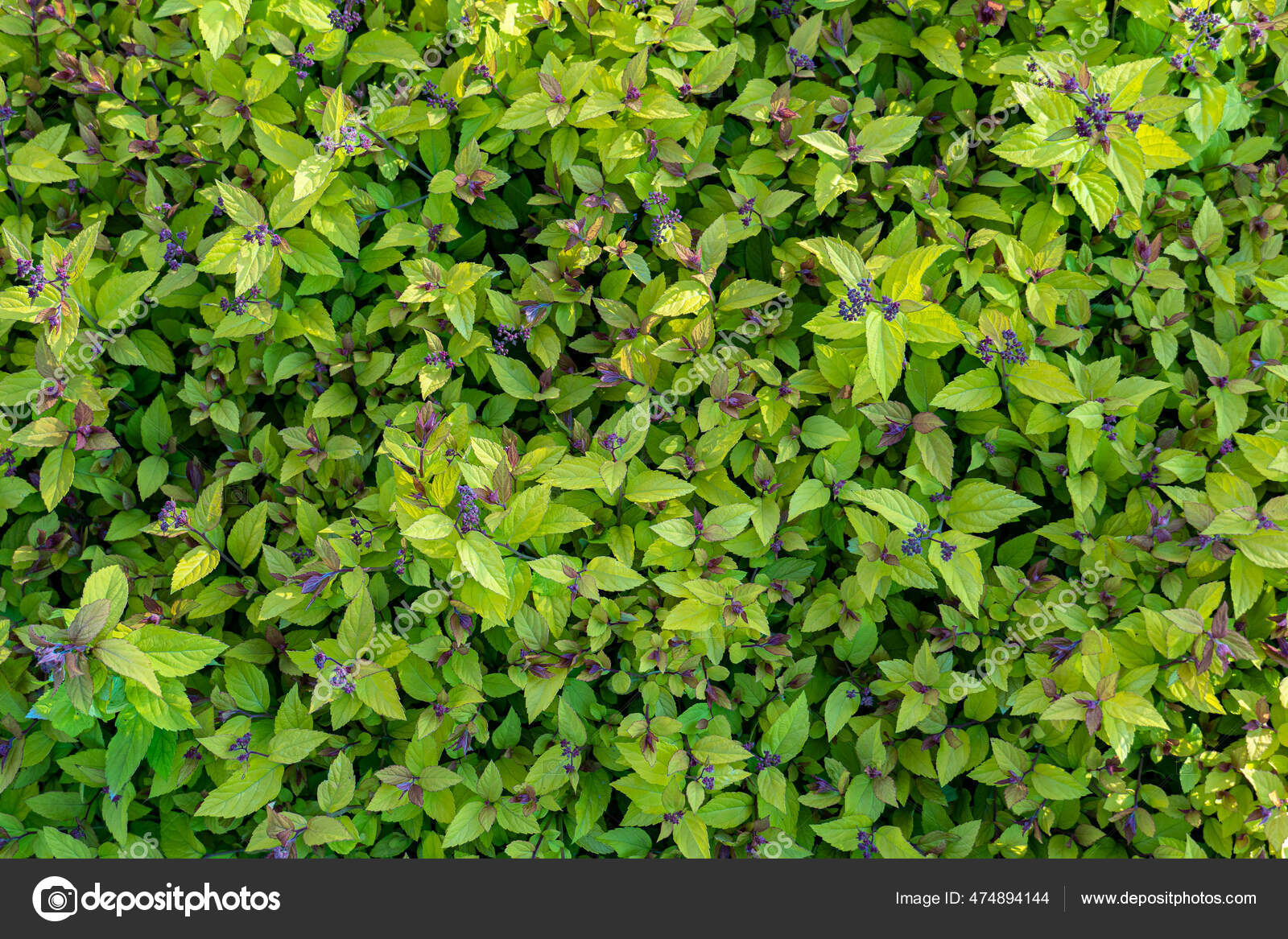 Green Vegetation Trees Bushes Bushes Macro Background Leaves Flowers ...