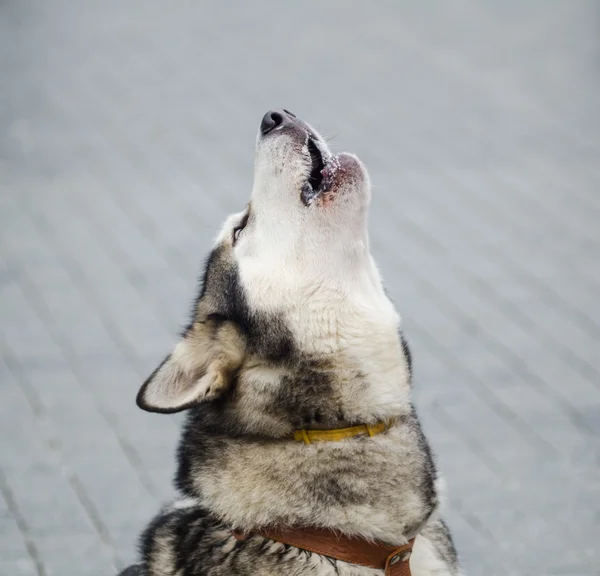 Why Does My Malamute Howl At Night