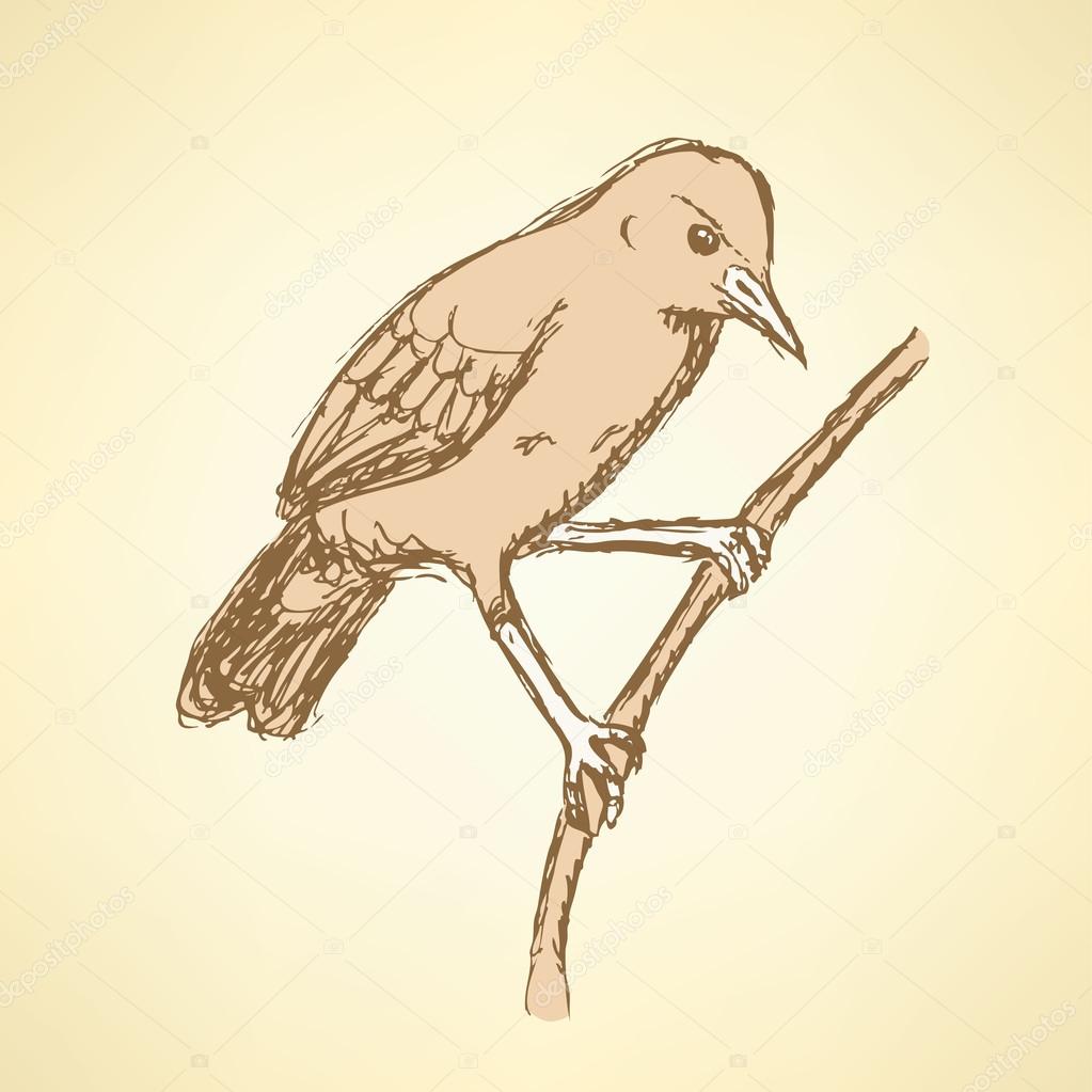 Sketch rufous hornero bird in vintage style Stock Vector Image by ...
