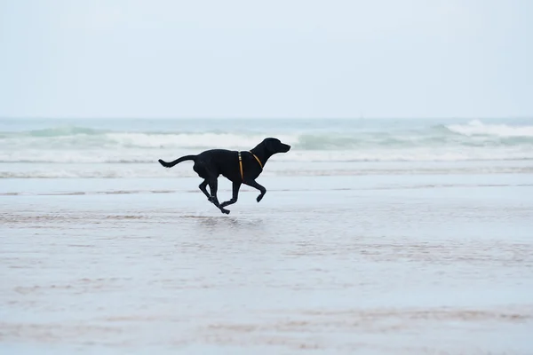 Purebred labrador retriever running with speed on along ocean seashore ...