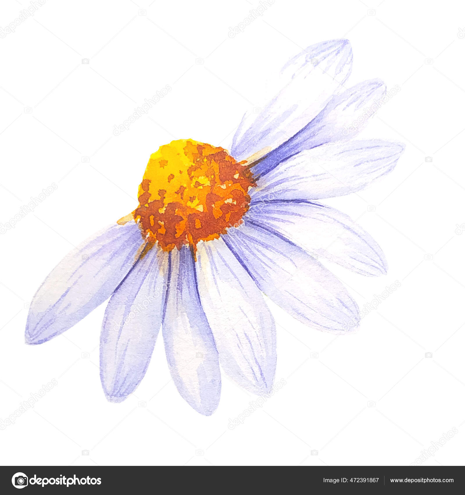 Watercolor Daisy Hand Painted Illustration Watercolour Daisy Isolated ...