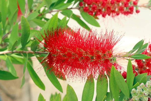 Australian Red flowering gum eucalyptus tree Stock Photo by ©sherjaca ...