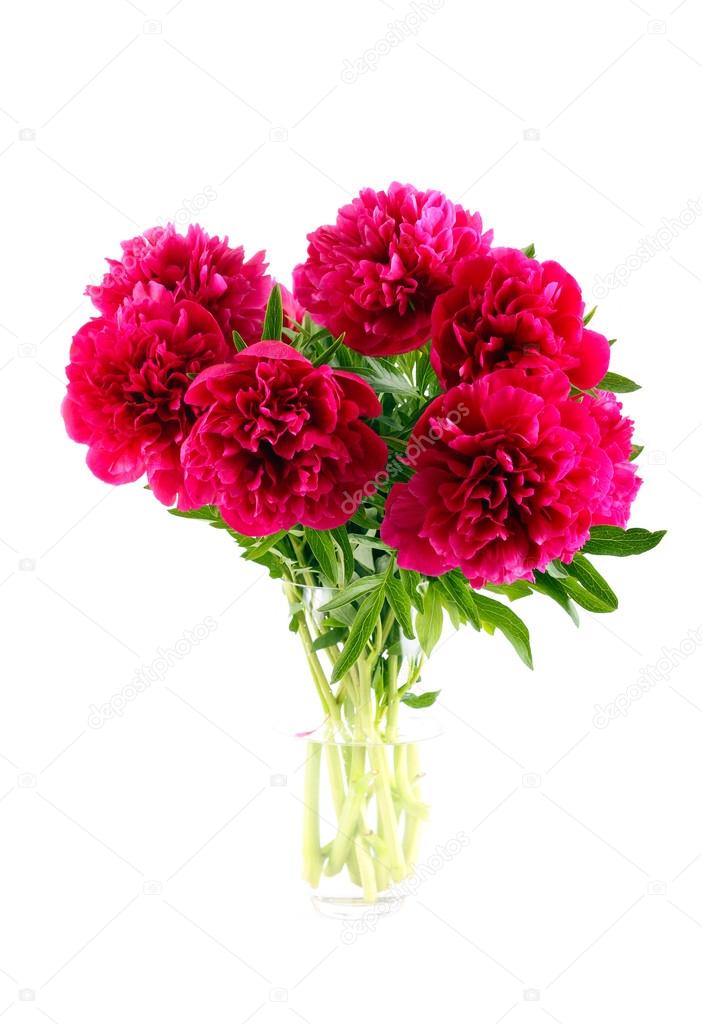 Flores de peonías rojas 2023