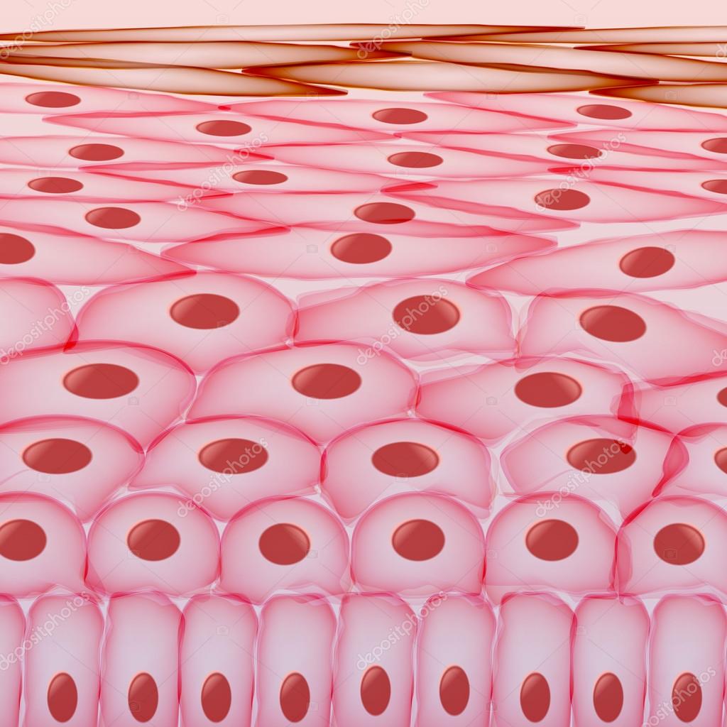 Skin Cells , Layers - Vector Illustration — Stock Vector © inbevel13 ... Skin Cells , Layers - Vector Illustration — Stock Vector © inbevel13 ...