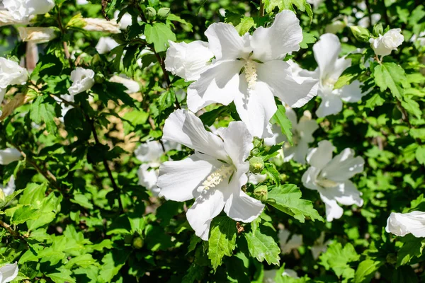 Una flor blanca de hibisco syriacus planta, comúnmente conocida como ...