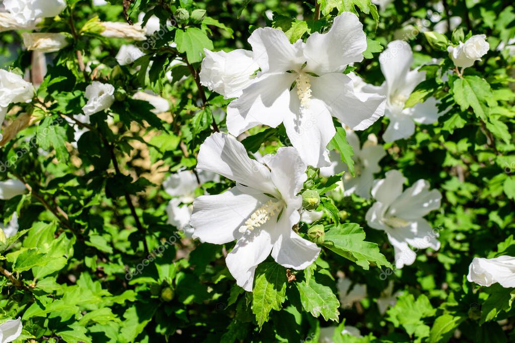 Una Flor Blanca De Hibisco Syriacus Planta Comúnmente Conocida Como